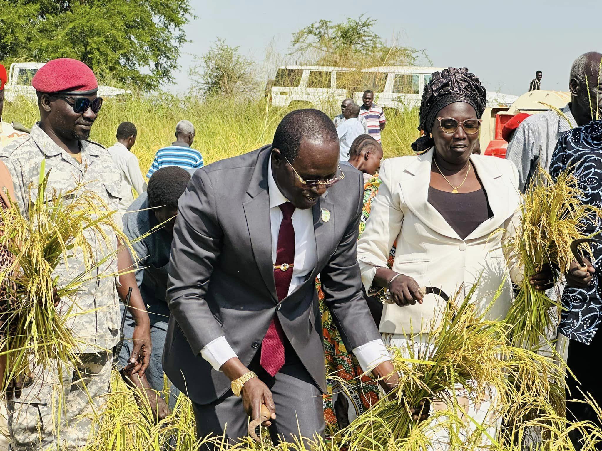 Aweil starts rice harvest – One Citizen Daily Newspaper