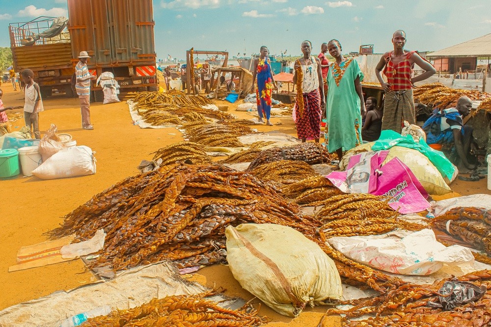 South Sudan can generate $300 million annually from fish exports ...